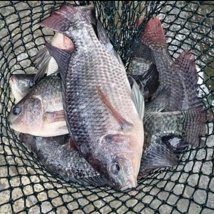 Jual Ikan Mujair Hidup Segar 1kg | Shopee Indonesia