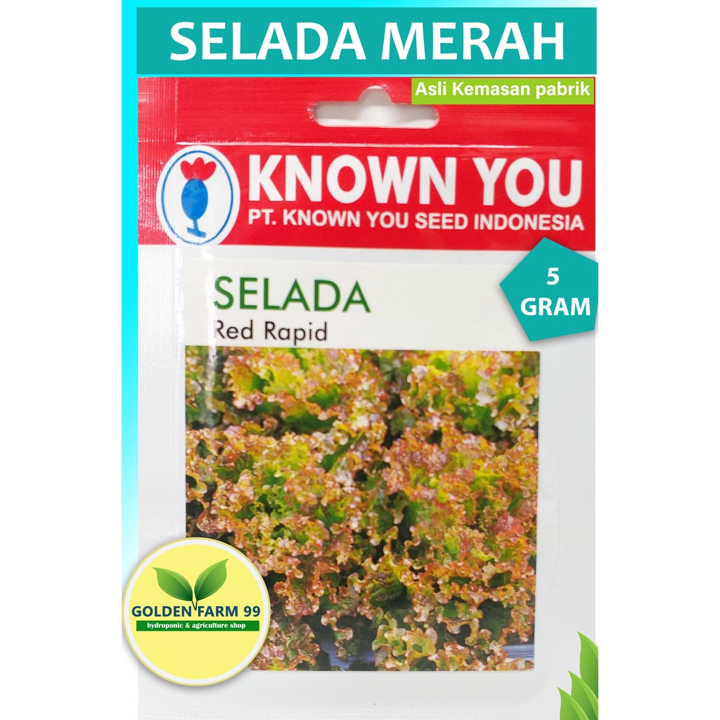 Jual Benih Bibit Selada Merah Red Rapid Isi 5 Gr Known You Seed | Shopee Indonesia
