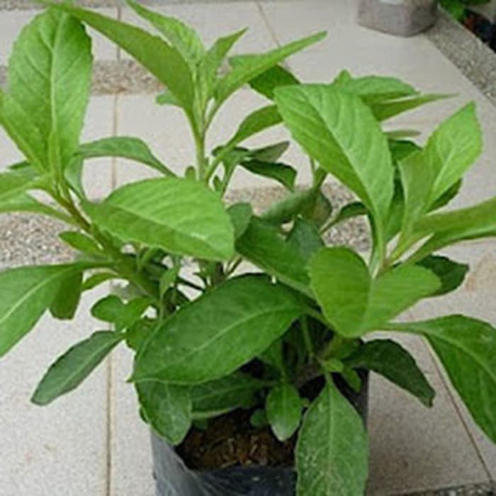 Jual Bibit Tanaman NGOKILO | Shopee Indonesia