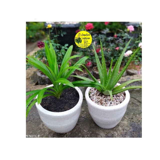 Jual TANAMAN HIAS PAKET TANAMAN LIDAH BUAYA DAN DAUN PANDAN + POT PUTIH ...
