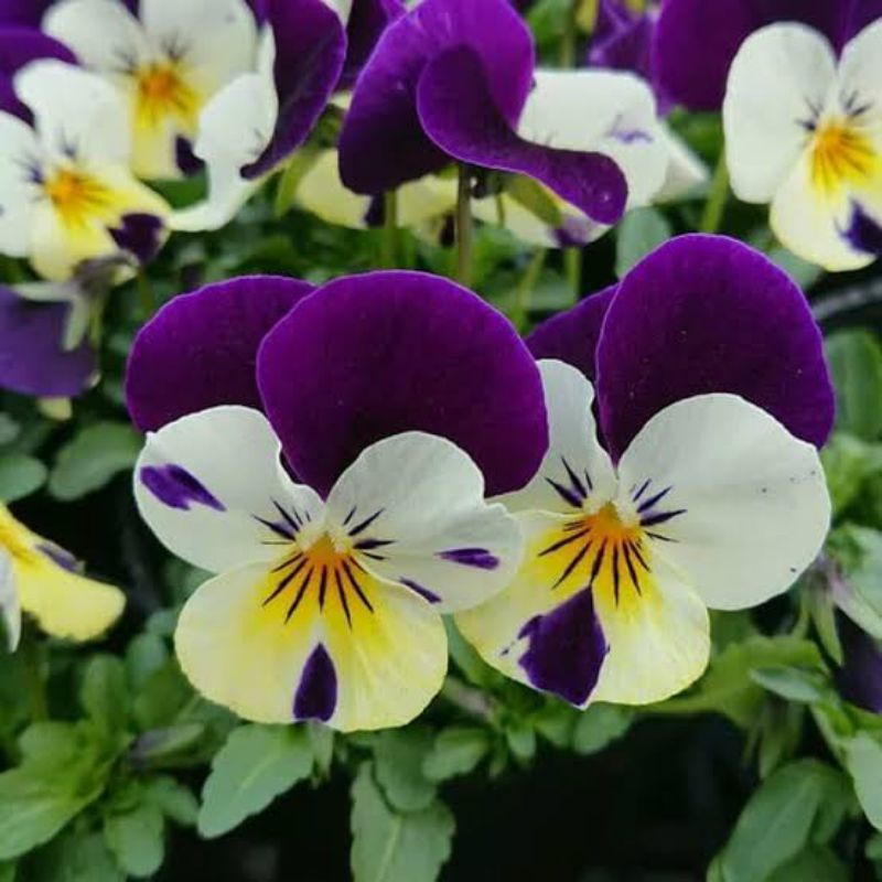 Jual Bunga VIOLA TRICOLOR | Edible flower | Shopee Indonesia