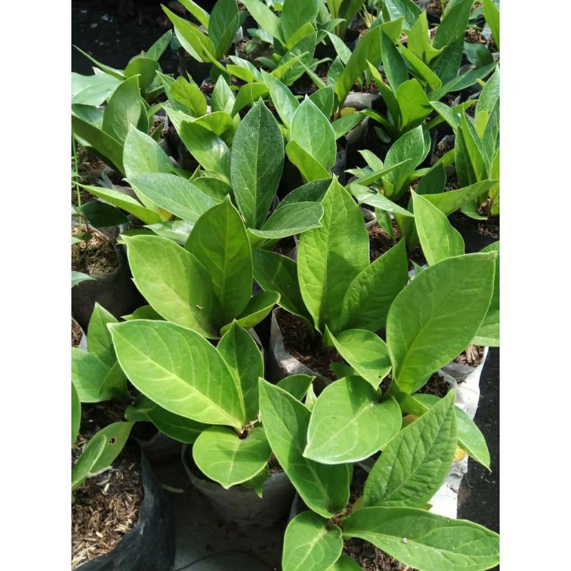 Jual Anthurium Jemani Eka | Shopee Indonesia