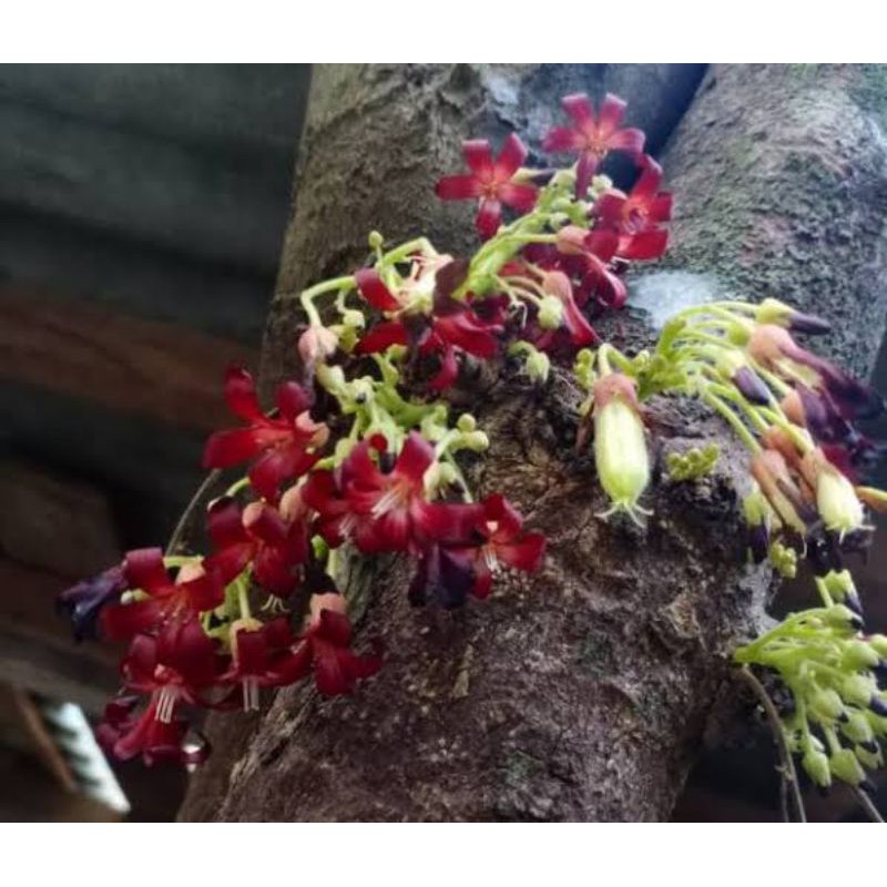 Jual Bunga belimbing wuluh Asli fresh tanpa ada daunya murni bunga 100 ...