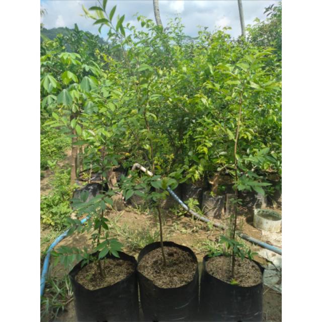 Jual Anting Putri Bonsai Terlengkap & Harga Terbaru Mei 2026 | Shopee ...