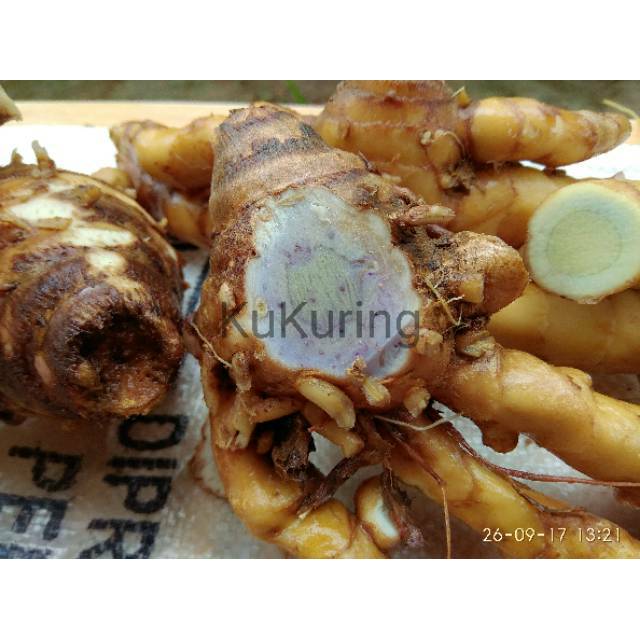 Jual TERMURAH TEMU HITAM IRENG KUNYIT KUNIR SEGAR FRESH (Curcuma ...