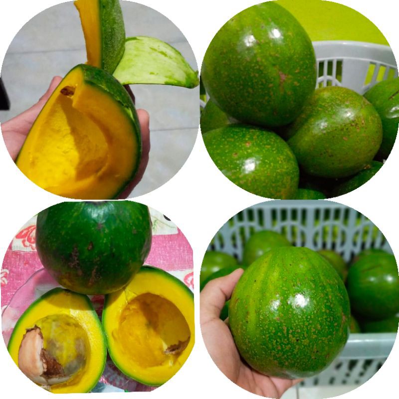 Jual ALPUKAT MENTEGA SUPER BERGARANSI* | Shopee Indonesia