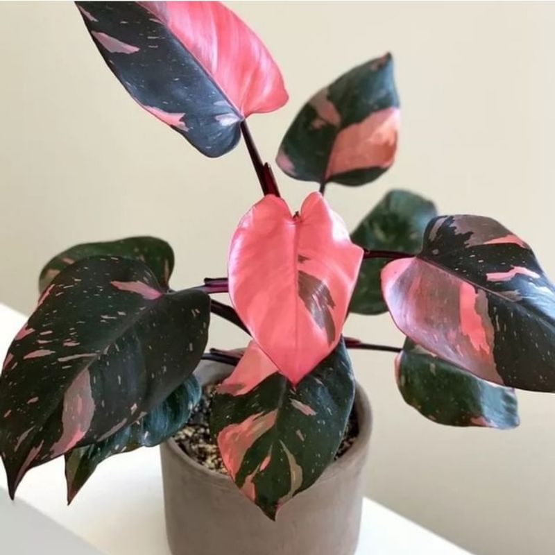 Jual Tanaman Hias Philodendron Pink Congo | Philodendron Pink Philo ...