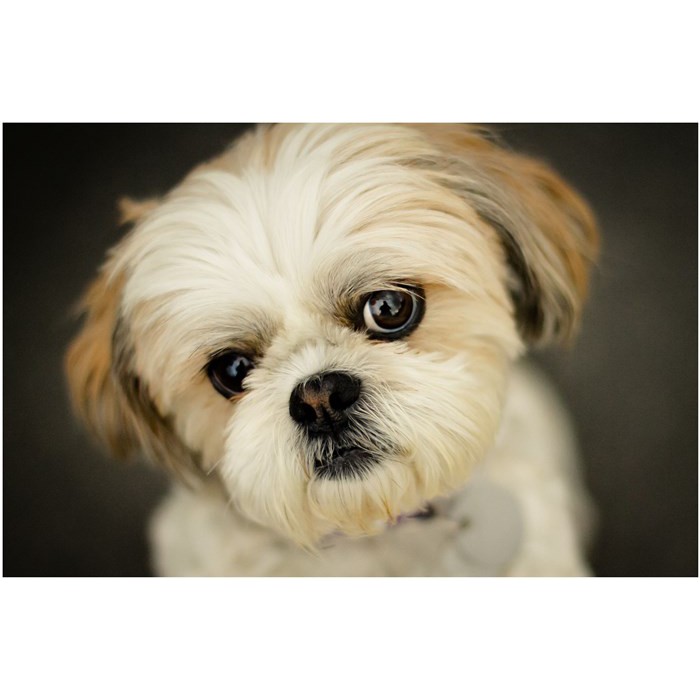 Jual Poster Anjing lucu PP325010 | Shopee Indonesia