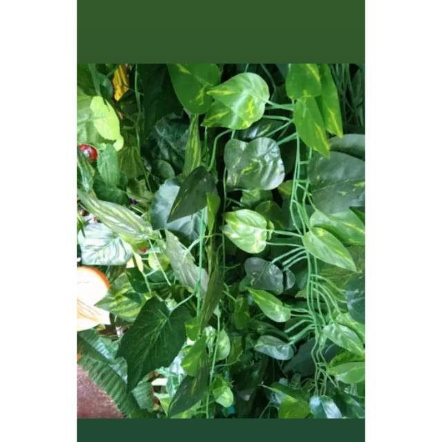 Jual Daun rambat/ daun gantung/dekorasi panjang 2 meter | Shopee Indonesia