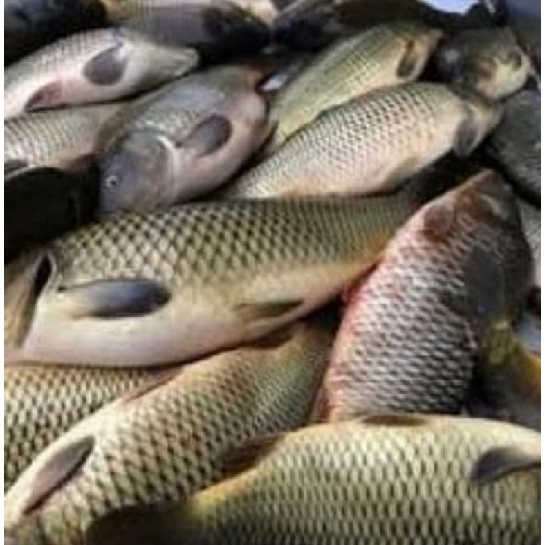 Jual ikan mas segar dan fresh 500gr | Shopee Indonesia