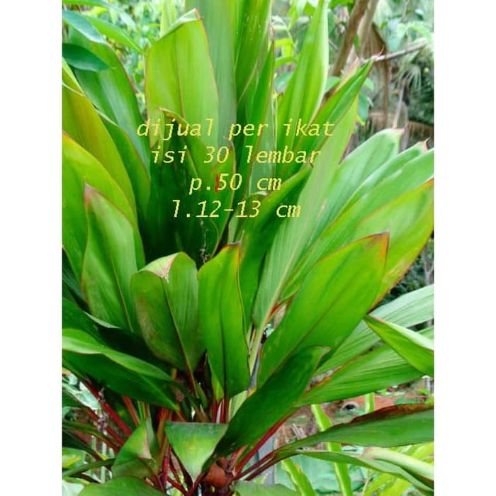 Jual MANBAR - bungkus bacang daun hanjuang super per ikat isi 30 lembar ...