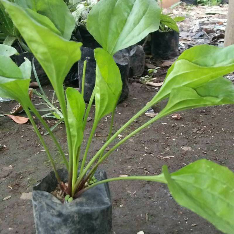 Jual Ready tanaman daun sendok atau kiurat | Shopee Indonesia