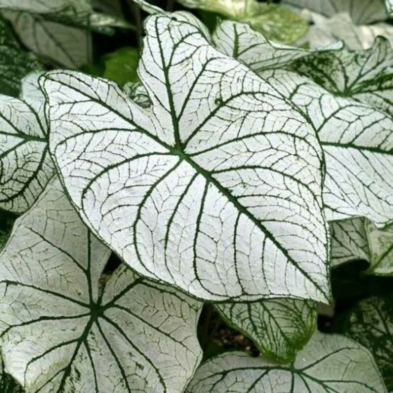 Jual Caladium Snow White | Shopee Indonesia