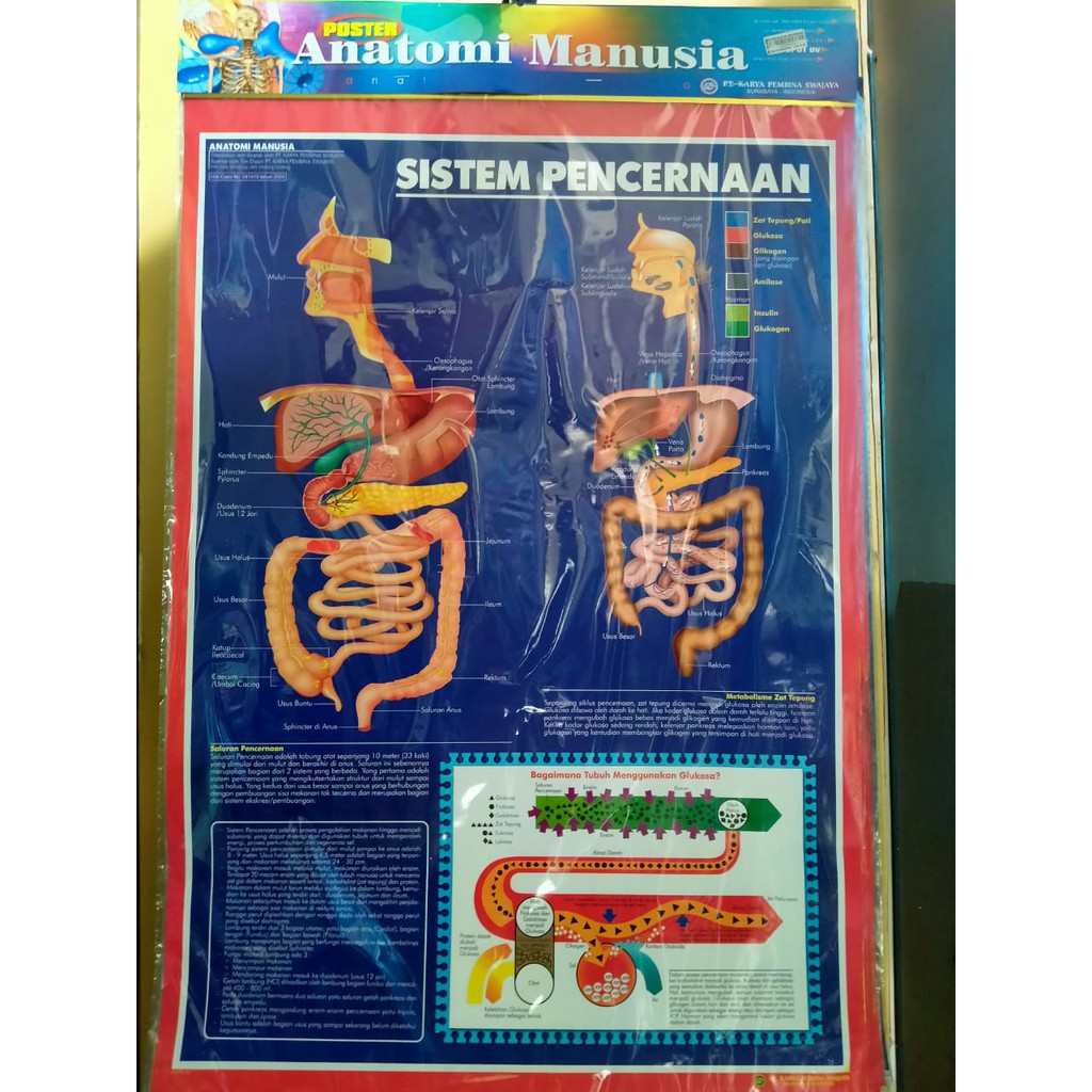 Jual POSTER ANATOMI MANUSIA : SISTEM PENCERNAAN - KARYA PEMBINA | Shopee Indonesia