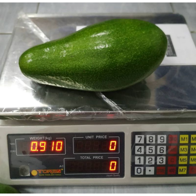 Jual Bibit Alpukat Pangeran | Shopee Indonesia