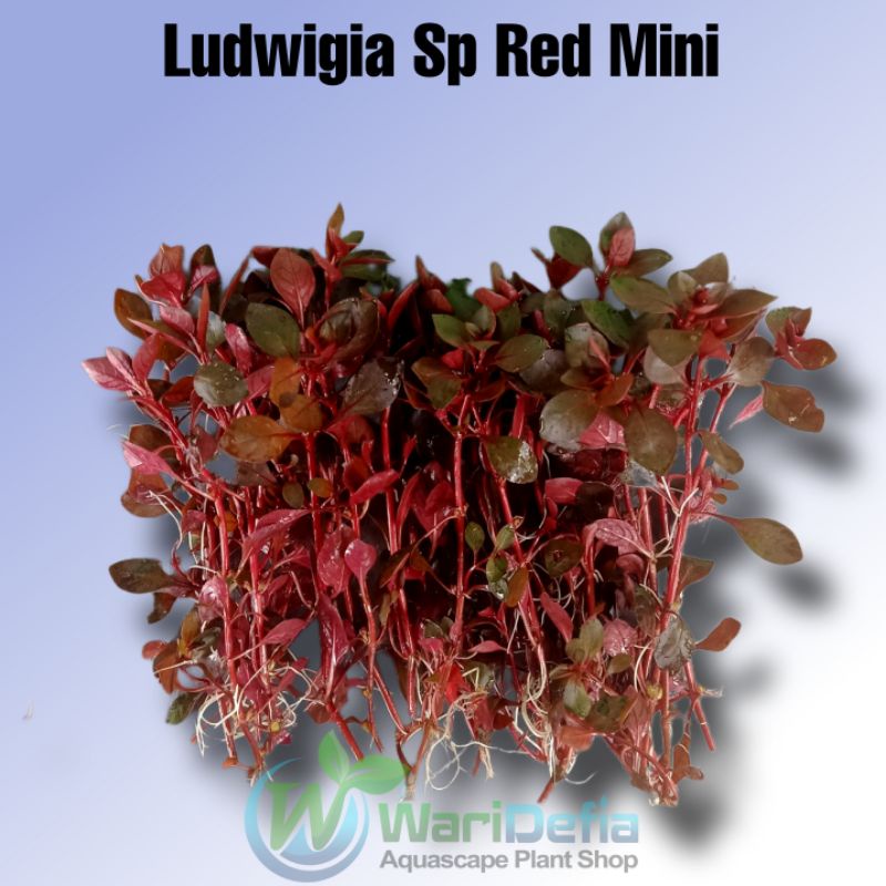 Jual Ludwigia SP Red Mini Tanaman Aquascape isi 20 batang | Shopee ...