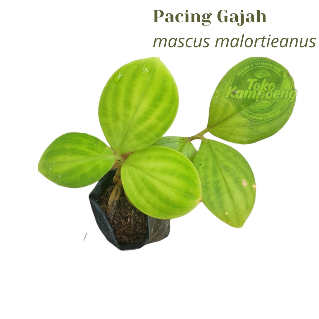 Jual Tanaman Hias Pacing Beludru - mascus malortieanus - Pacing Gajah ...