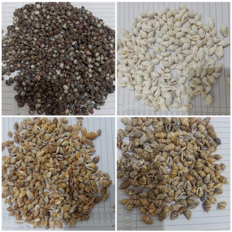 Jual CANGKANG KERANG BERAS BERASAN, BRUTE dan Ar SA'AR | Shopee Indonesia