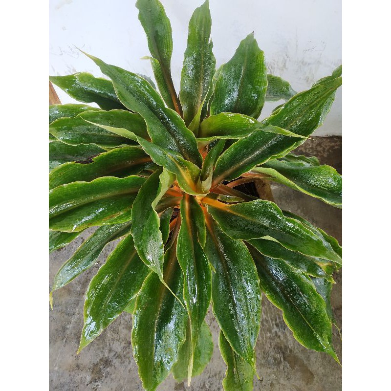 Jual SEKAR - tanaman hias bunga walisota mandarin orange | Shopee Indonesia