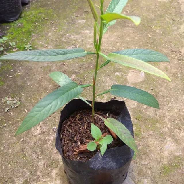 Jual bibit tanaman herbal daun duduk | Shopee Indonesia