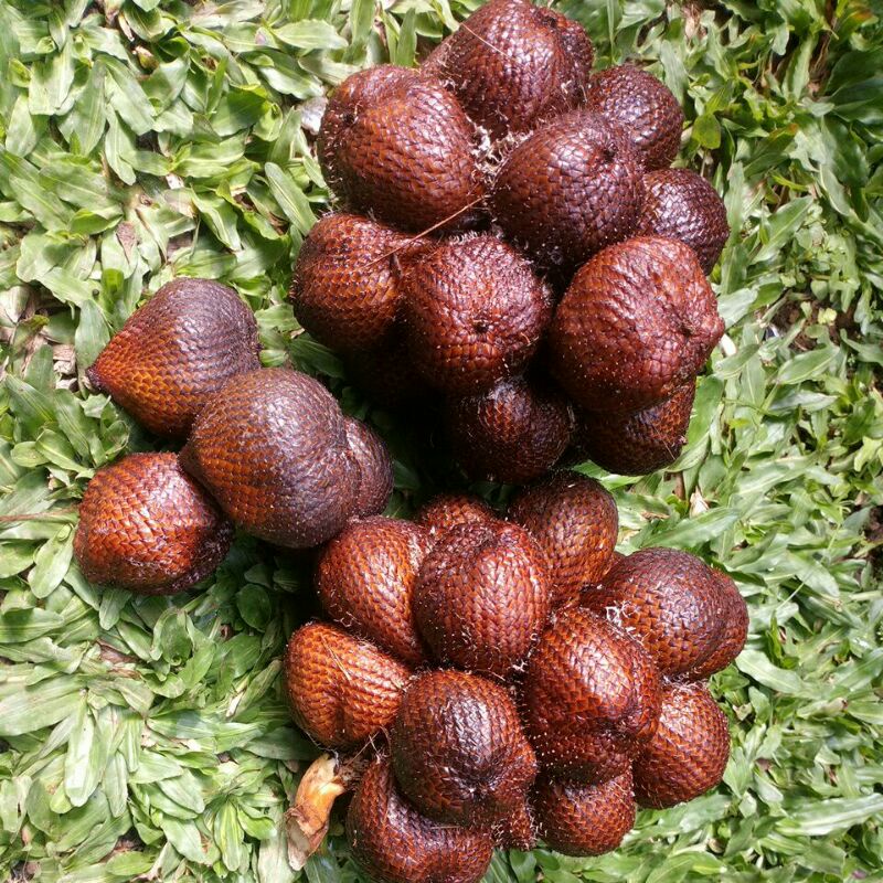Jual SALAK GULA PASIR dan SALAK BALI (salak biasa) 1kg | Shopee Indonesia