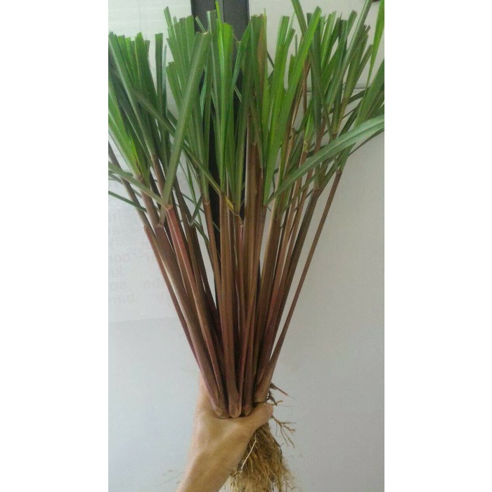 Jual New Cod SEREH WANGI SEGAR 500 GRAM SERAI MERAH LANANG HERBAL ...
