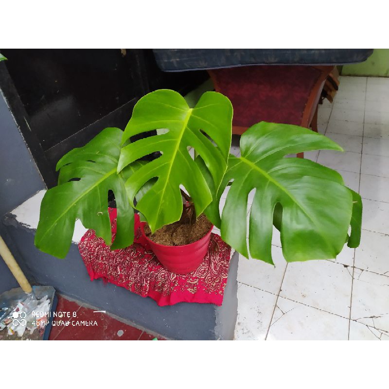Jual monstera king | Shopee Indonesia