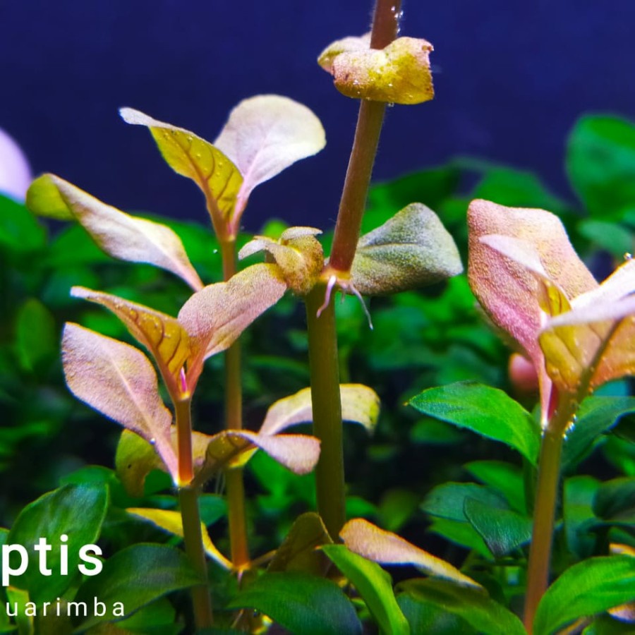 Jual limnophila rugosa Red Var Aquarimba ( rare aquascape plant ...