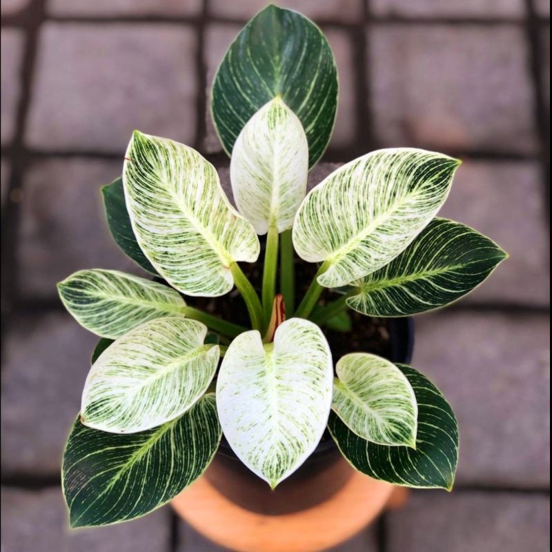 Jual Philo birkin ( tanaman hias philodendron birkin) /tanaman hias ...