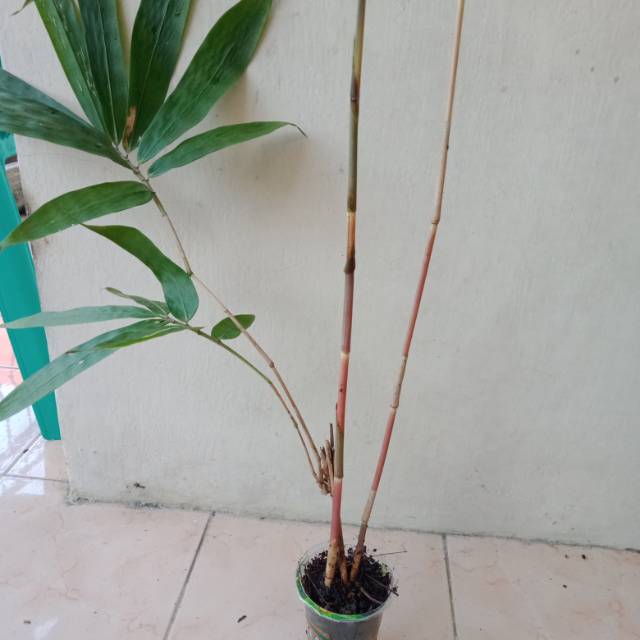 Jual bambu kuning mini | Shopee Indonesia