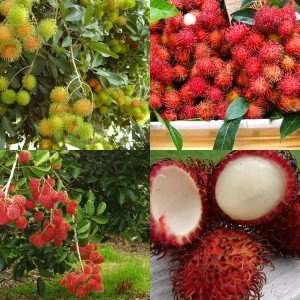 Jual 5 biji benih buah rambutan | Shopee Indonesia