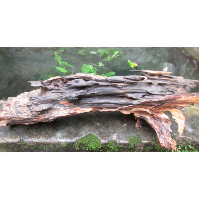 Jual Hardscape kayu kopi | Shopee Indonesia