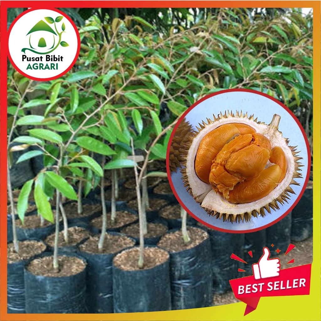 Jual Bibit Durian Duri Hitam Ochee Asli Tanaman Buah Okulasi Super Unggul Tabulampot Pusat Bibit ...