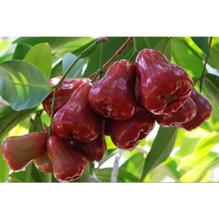 Jual jambu air darsono Harga Terbaik & Termurah Mei 2024 | Shopee Indonesia