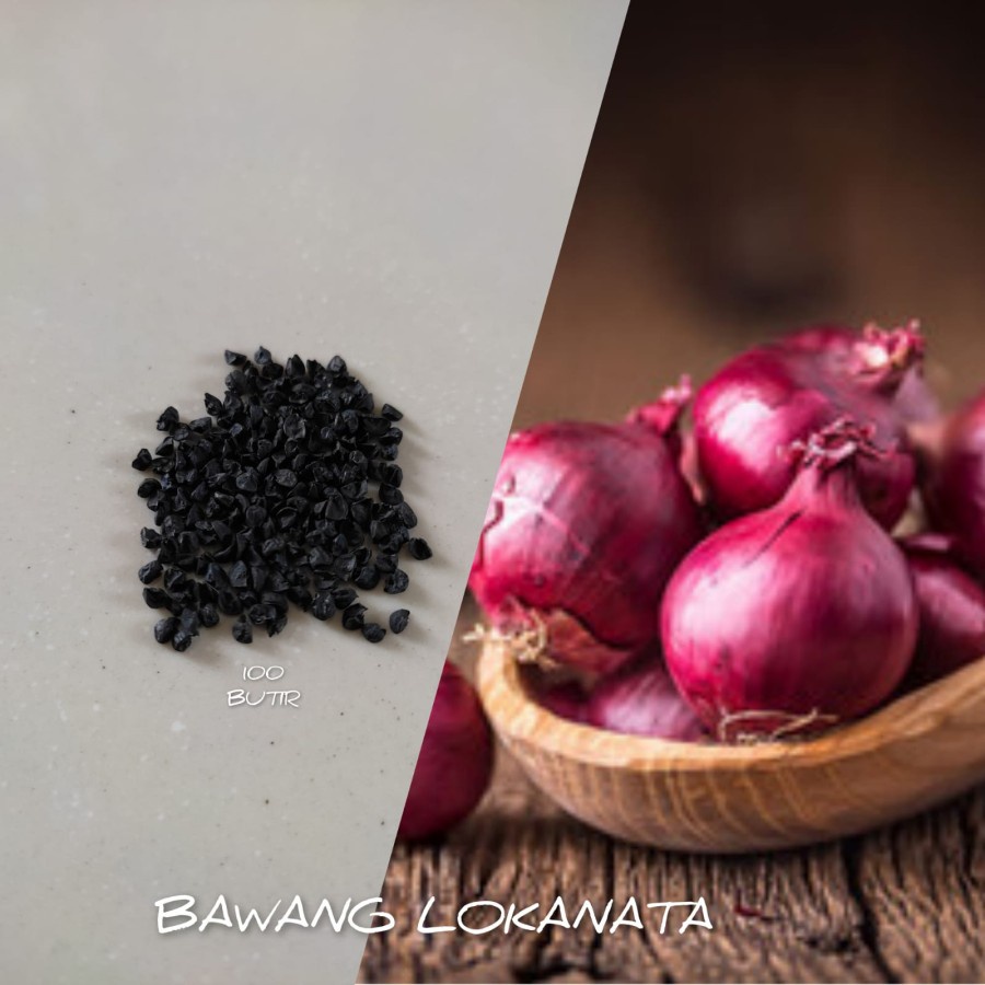 Jual 100 BUTIR BIJI BAWANG MERAH LOKANATA (repack) | Shopee Indonesia