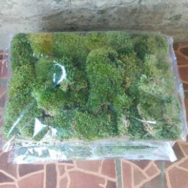 Jual LUMUT HUTAN, LUMUT HIJAU, FRESS MOSS, MOSS, LUMUT ASLI | Shopee ...