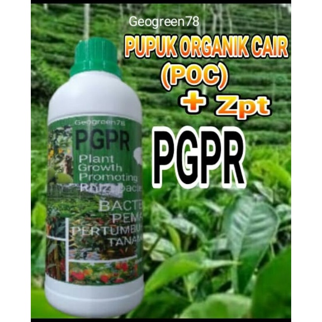Jual Pupuk organik cair PGPR Rizobacteria.Fungisida hayati. zpt.600ml ...