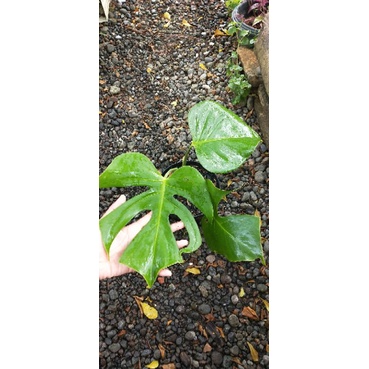 Jual Monstera Brazilian form | Shopee Indonesia