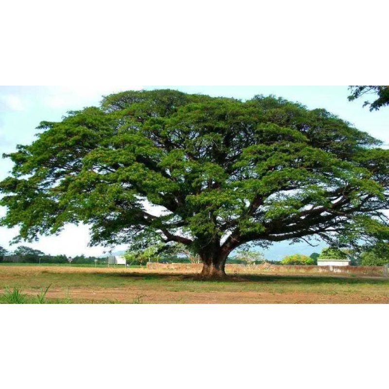 Jual biji pohon trembesi ki hujan munggur | Shopee Indonesia