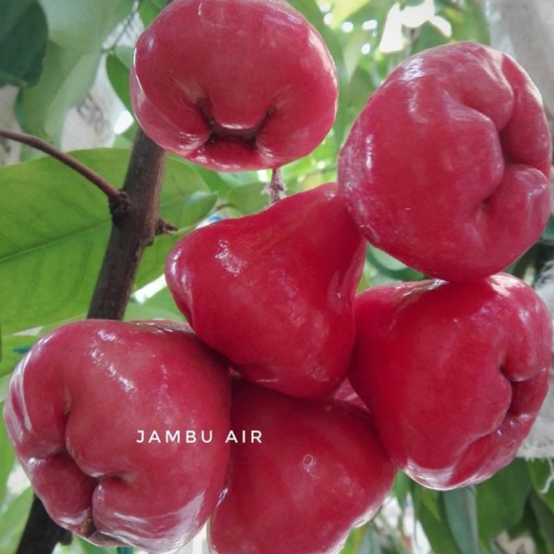Jual BUAH JAMBU AIR /JAMBU RUJAK SEGAR 1 KG | Shopee Indonesia