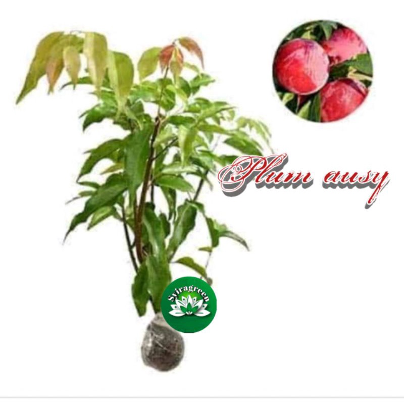 Jual bibit buah plum ausi merah | Shopee Indonesia