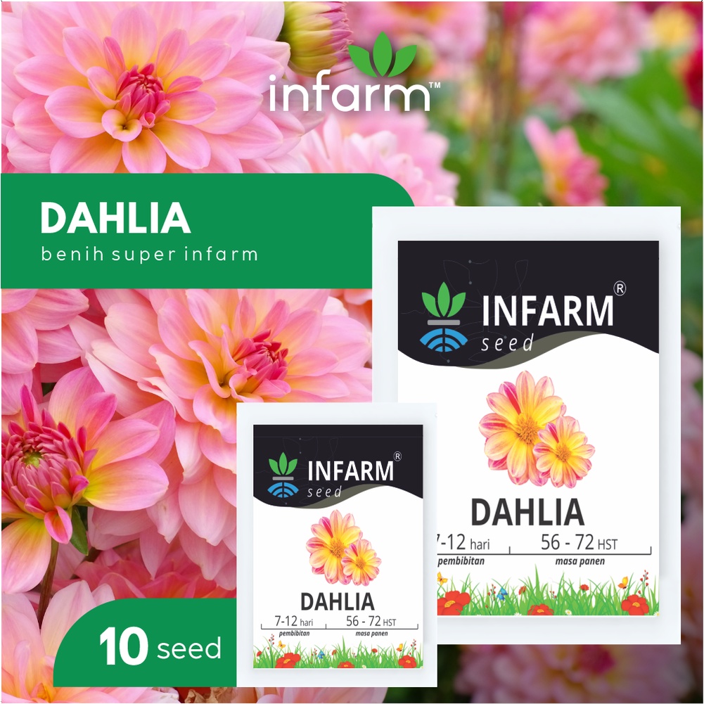 Jual INFARM - Benih Bibit Biji Super Bunga Dahlia | Shopee Indonesia