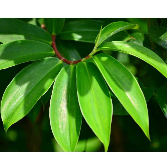 Jual Daun pacing atau kipacing segar per 500 gram | Shopee Indonesia