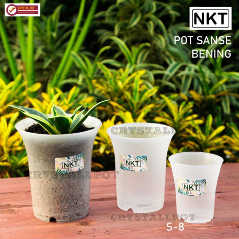 Jual POT BUNGA TANAMAN NKT SANSE 8 BENING TRANSPARAN - NKT SANSE 8 ...