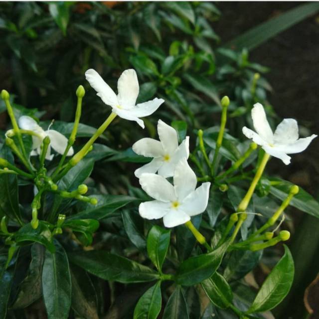 Jual BISA COD Tanaman hias sabrina hijau tanaman melati rambosa bunga ...