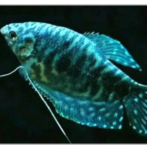 Jual IKAN SEPAT BIRU Aquascape/Aquarium | Shopee Indonesia