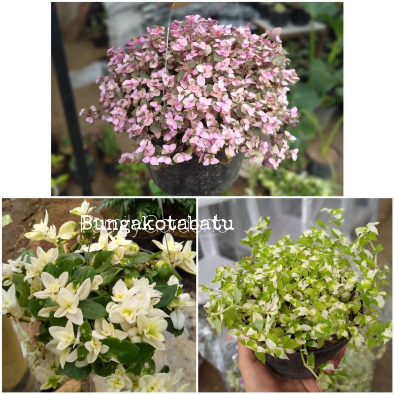 Jual PAHE 3 Tanamas Hias Gantung | Shopee Indonesia