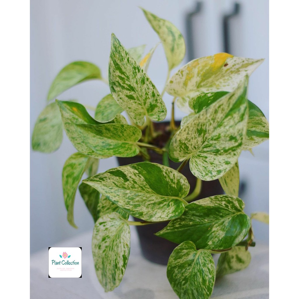 Jual TANAMAN HIAS EPIPREMNUM MARBLE QUEEN VARIEGATA | Shopee Indonesia