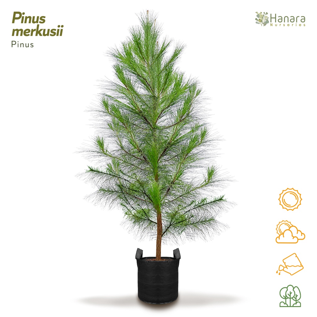 Jual Pinus merkusii - Pinus - pohon instan/instant tree | Shopee Indonesia