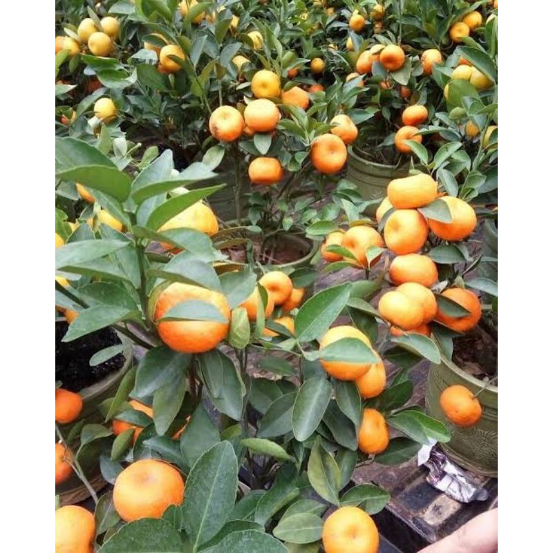 Jual pohon jeruk santang madu,bisa berbuah dalam pot | Shopee Indonesia